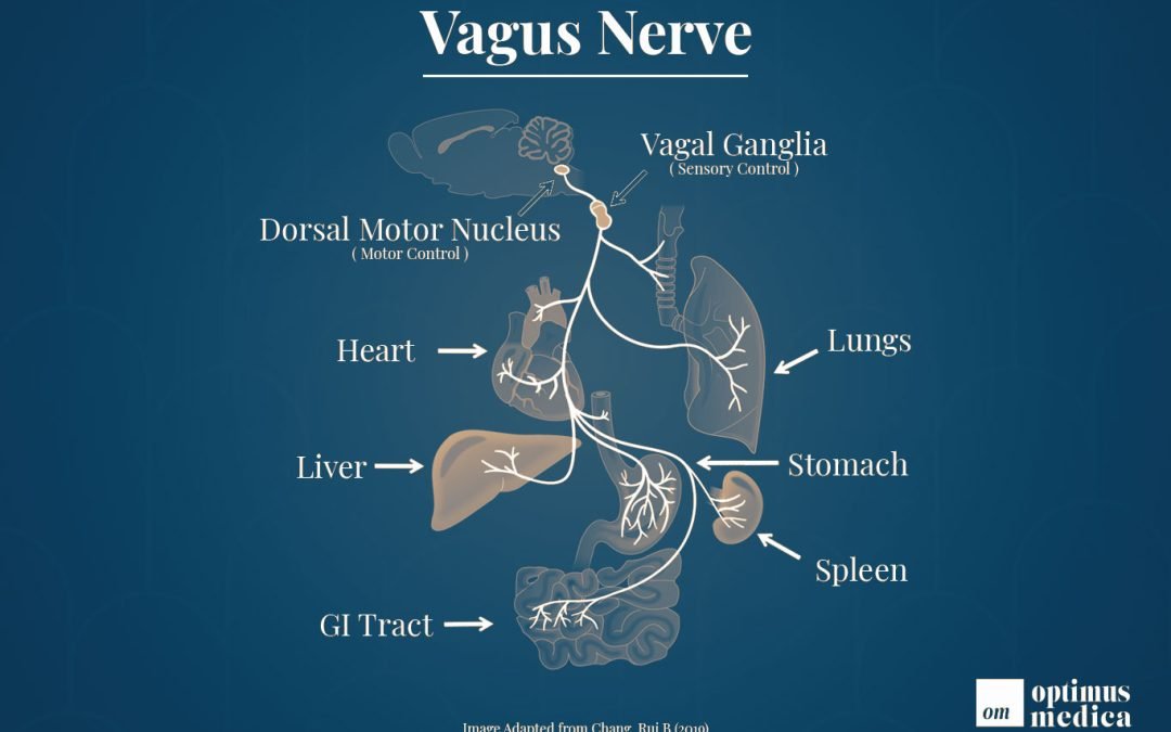 Why focus on the Vagal Nerve? - Debbie Potts Coaching
