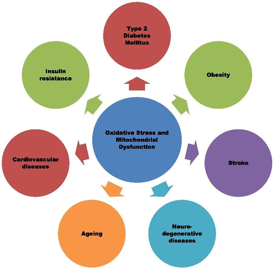 Unlocking Fat Metabolism: The AMPK Pathway & Mitochondrial Connection ...